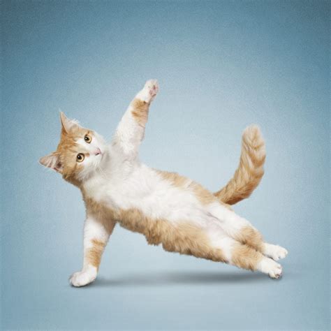 Image result for Back Cat Yoga