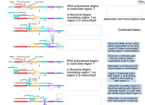Image result for Operon Labeled