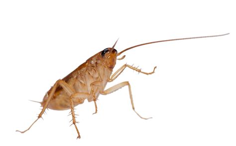 Image result for Japanese Cockroach