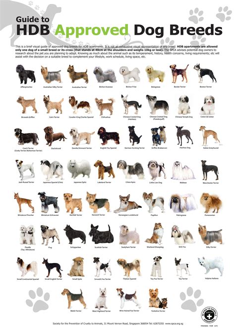 Image result for Normal Dog List