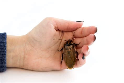 9 Awesome Cockroach Species to Keep as Pets - Insect Keeper