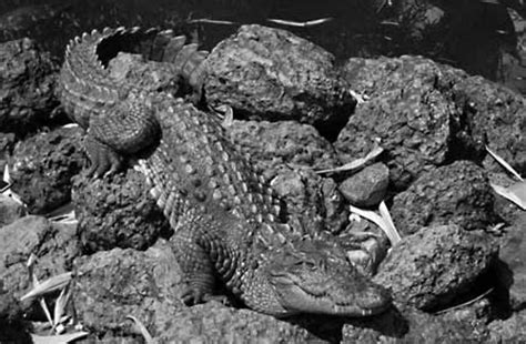 Image result for Crocodile Indus Script