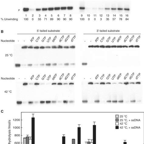 Image result for Dislocation Mutagenesis