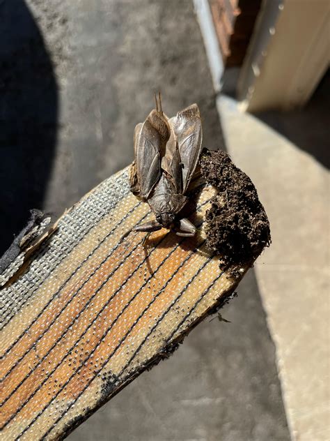 Image result for Cockroach Ontario