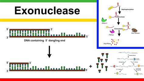 Image result for Exonuclease Function