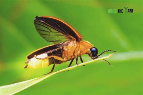 Image result for Flying Cricket Insect