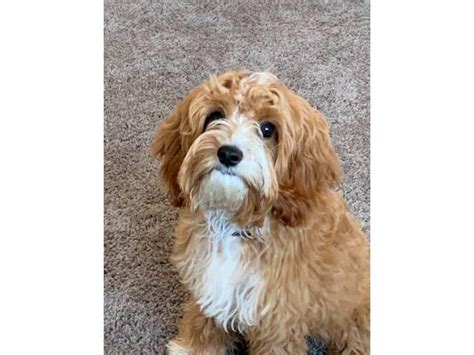 Cavapoo puppy Worthington - Puppies for Sale Near Me