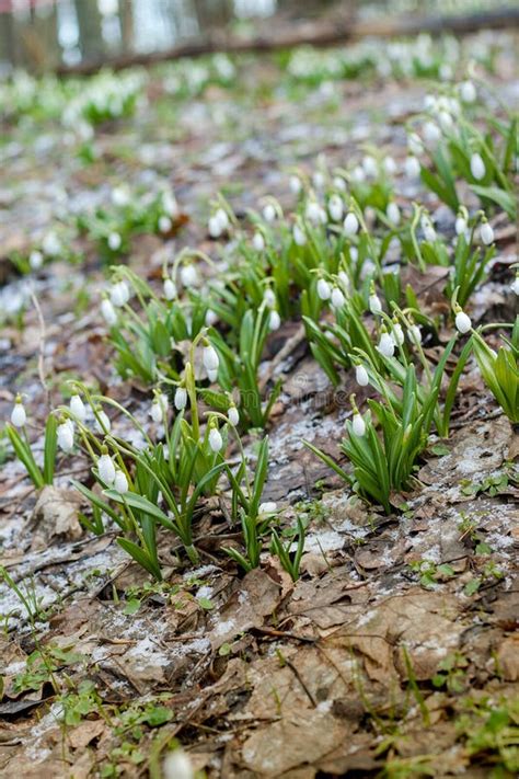 Image result for Snowdrop Early Spring Flowers
