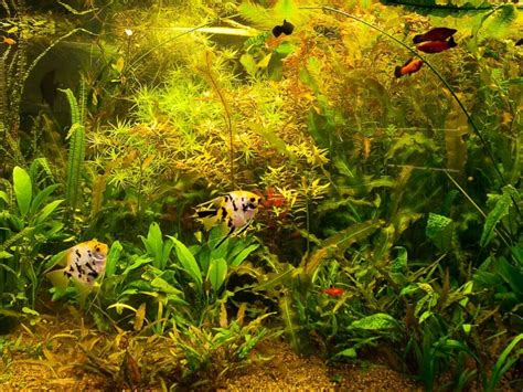 Image result for How to Grow Java Moss