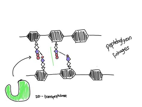 Image result for Lectin Pathway of the Complement System