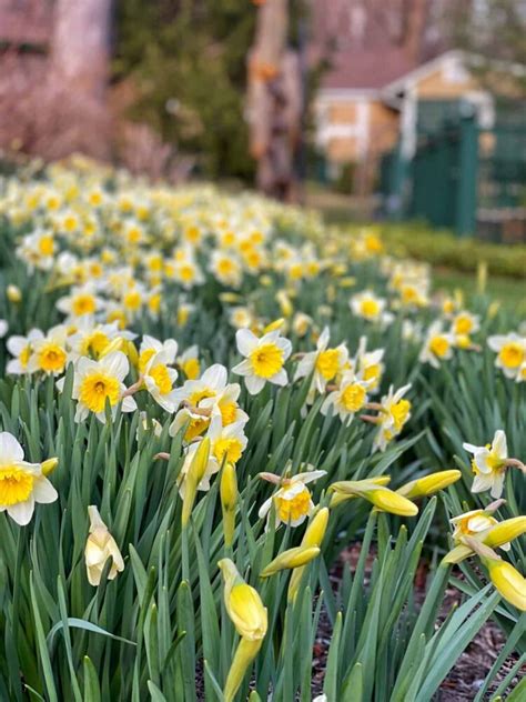 Image result for To Spring Up