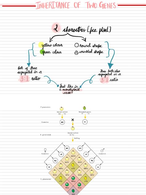 Image result for Genetic Engineering Lecture Notes PDF