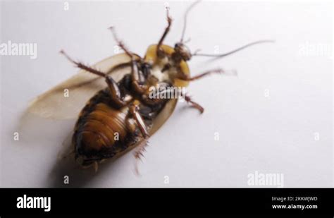 Image result for Cockroach On Its Back