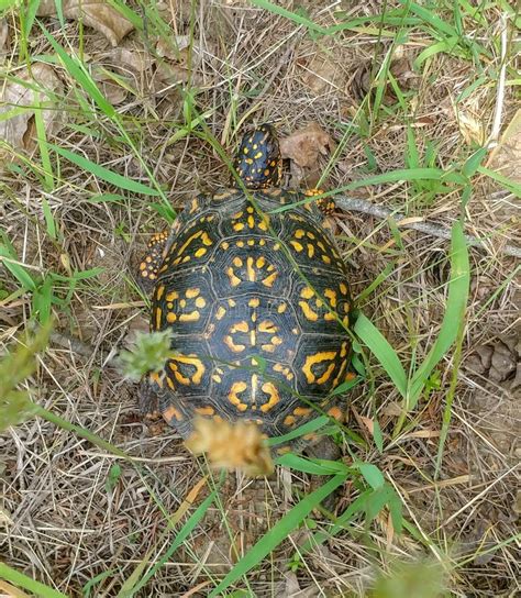 Image result for Eastern Box Turtle