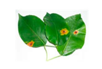 Image result for Pear Rust Distribution Map