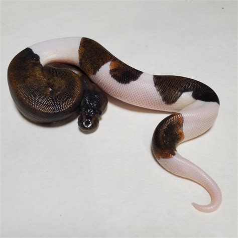 Image result for Suma Ball Python