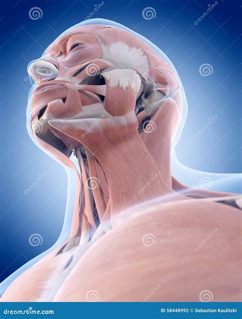 Image result for Neck Muscles Front View