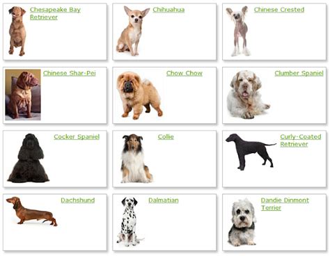 Image result for Normal Dog List