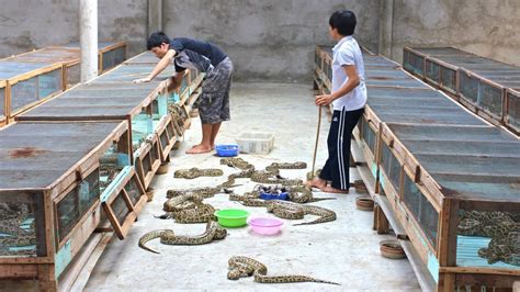 Image result for Python Snakes Diet