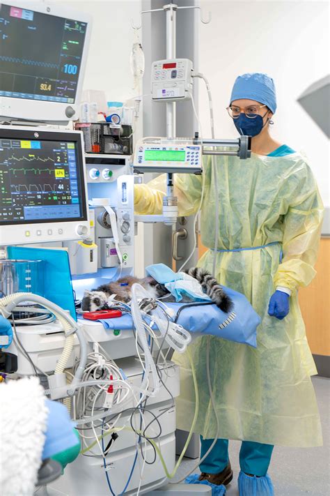 Image result for Veterinary surgery Surgery Types