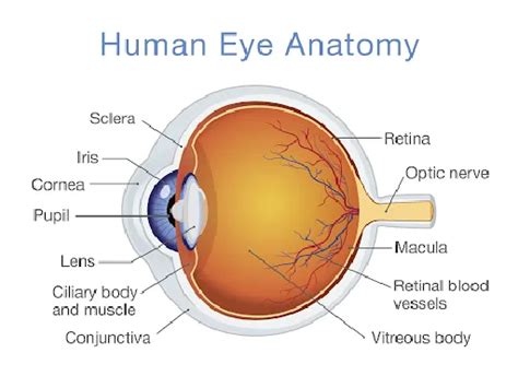 Image result for Hard SF Visual System