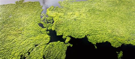 Image result for Large Pond Algae Control