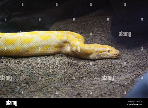 Image result for Python Birman Albinos