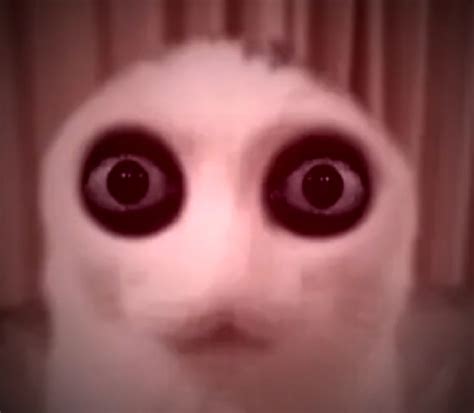 Image result for Alien Cat Meme Origin