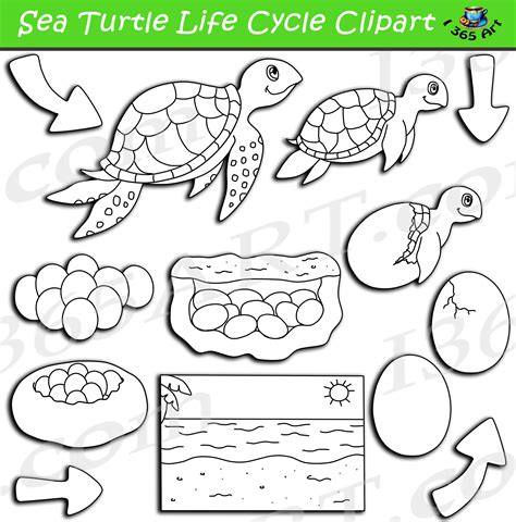 Image result for Turtle Life Cycle Coloring Sheets