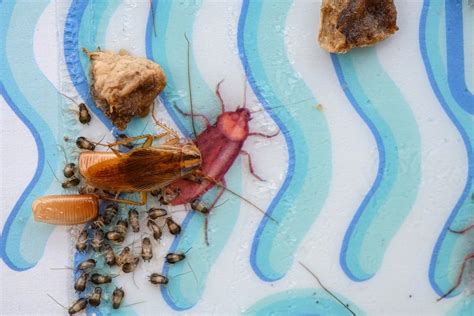 Image result for Little Cockroach