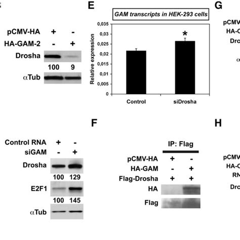 Image result for Gam Loop
