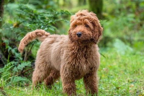 Image result for Breeders Cockapoo Dogs