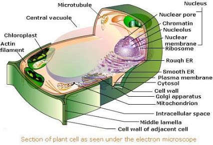 Image result for Plant Cell Structure and Function