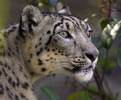 Image result for Snow Leopard Side Face
