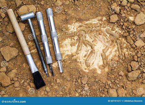 Image result for Fossil Digging