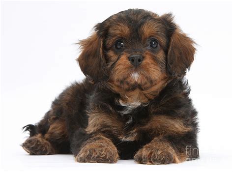 Image result for Cavapoo Pup