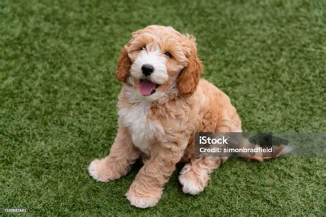 Image result for 2 Week Old Cockapoo