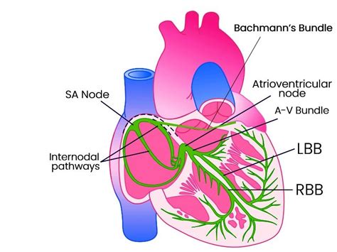 Image result for Cardiac Internodal Pathways