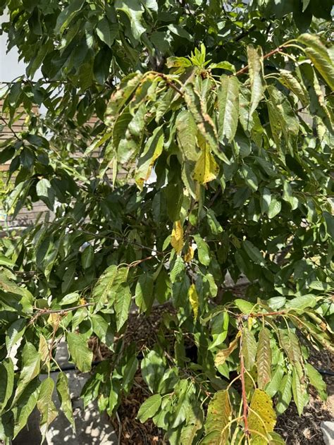 Image result for Cherry Tree Rust