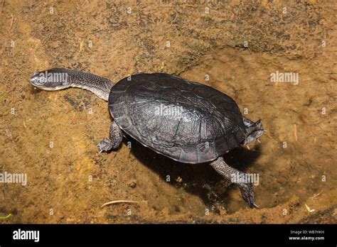Image result for Long Neck Turtle