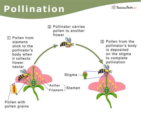 Image result for Flower Pollination Process