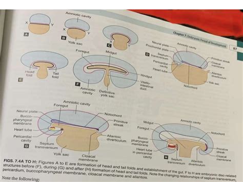 Image result for 4 Week Embryo