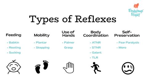 Image result for Moro Reflex Example