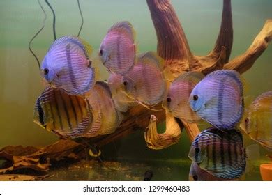 Image result for Discus Fish School