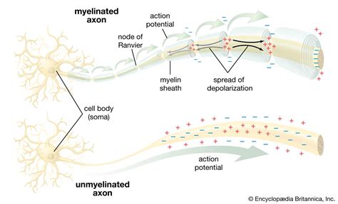 Image result for Action Potential Muscle Contraction