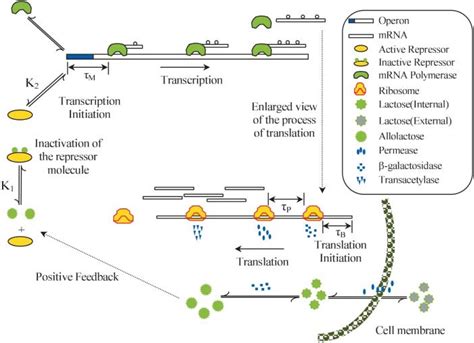 Image result for Lac Operon Drawing
