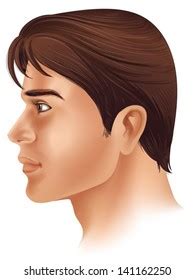 Image result for Side View Human