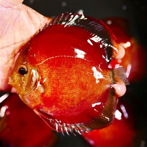 Image result for Red Coral Discus