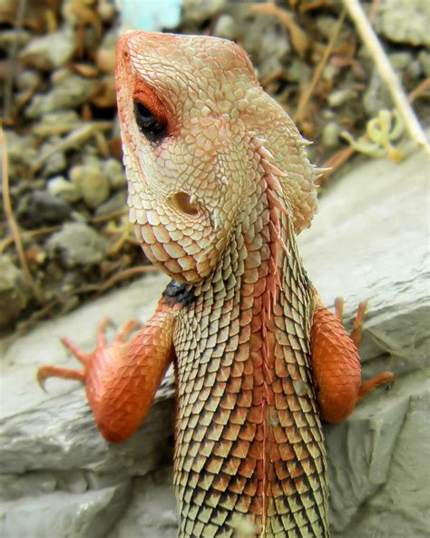 Image result for Lizard Colors