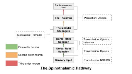 Image result for Spinothalamic Pathway Content